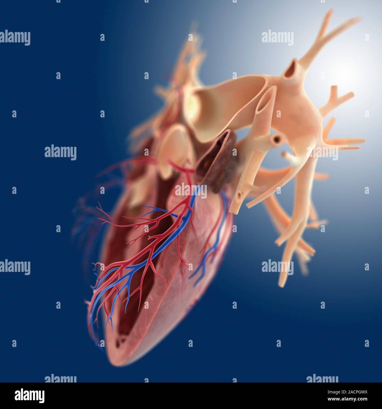 Heart's coronary blood vessels. Artwork of a human heart seen from an ...