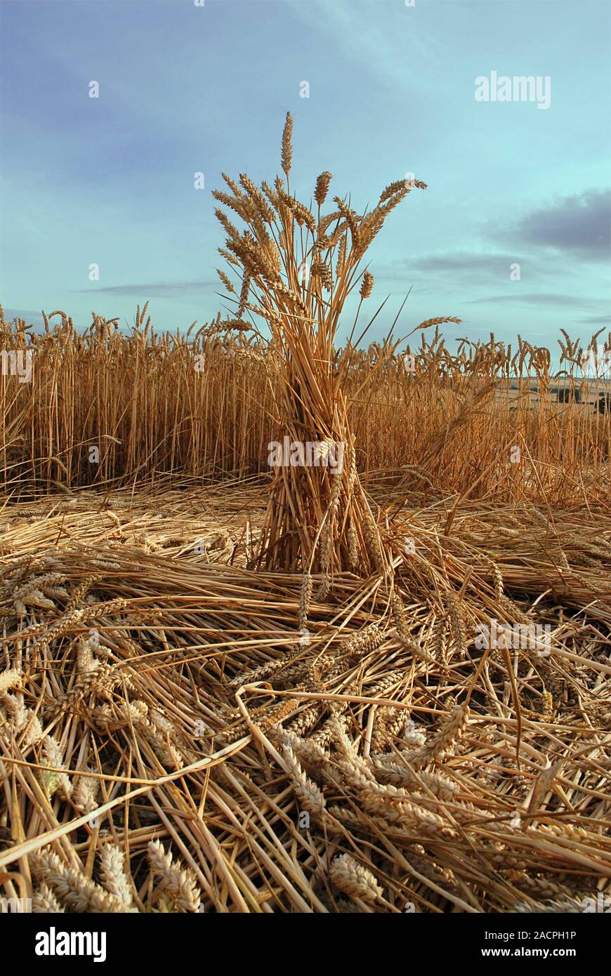 Crop formation, ground-level view. Also called crop circles, these ...