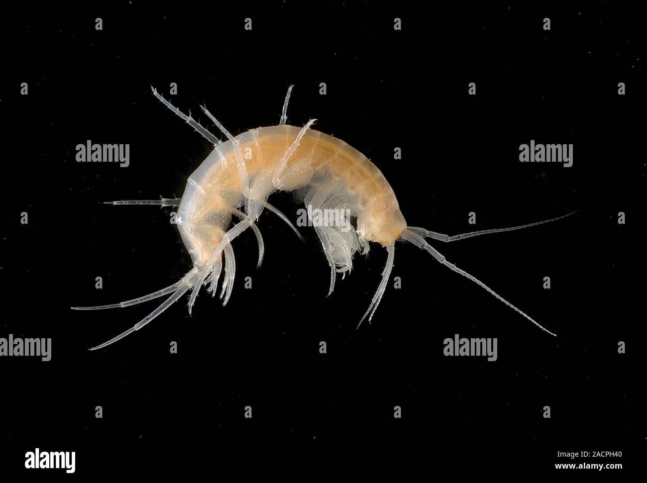 Cave shrimp. This shrimp, like other cave animals, has adapted to ...