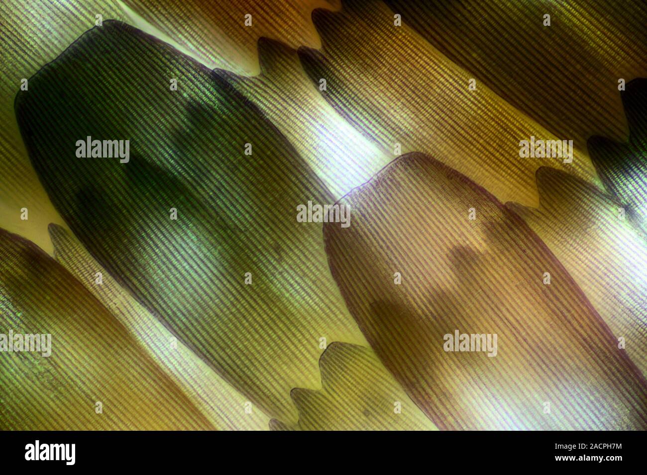 Butterfly wing scales. Darkfield illuminated light micrograph of scales ...