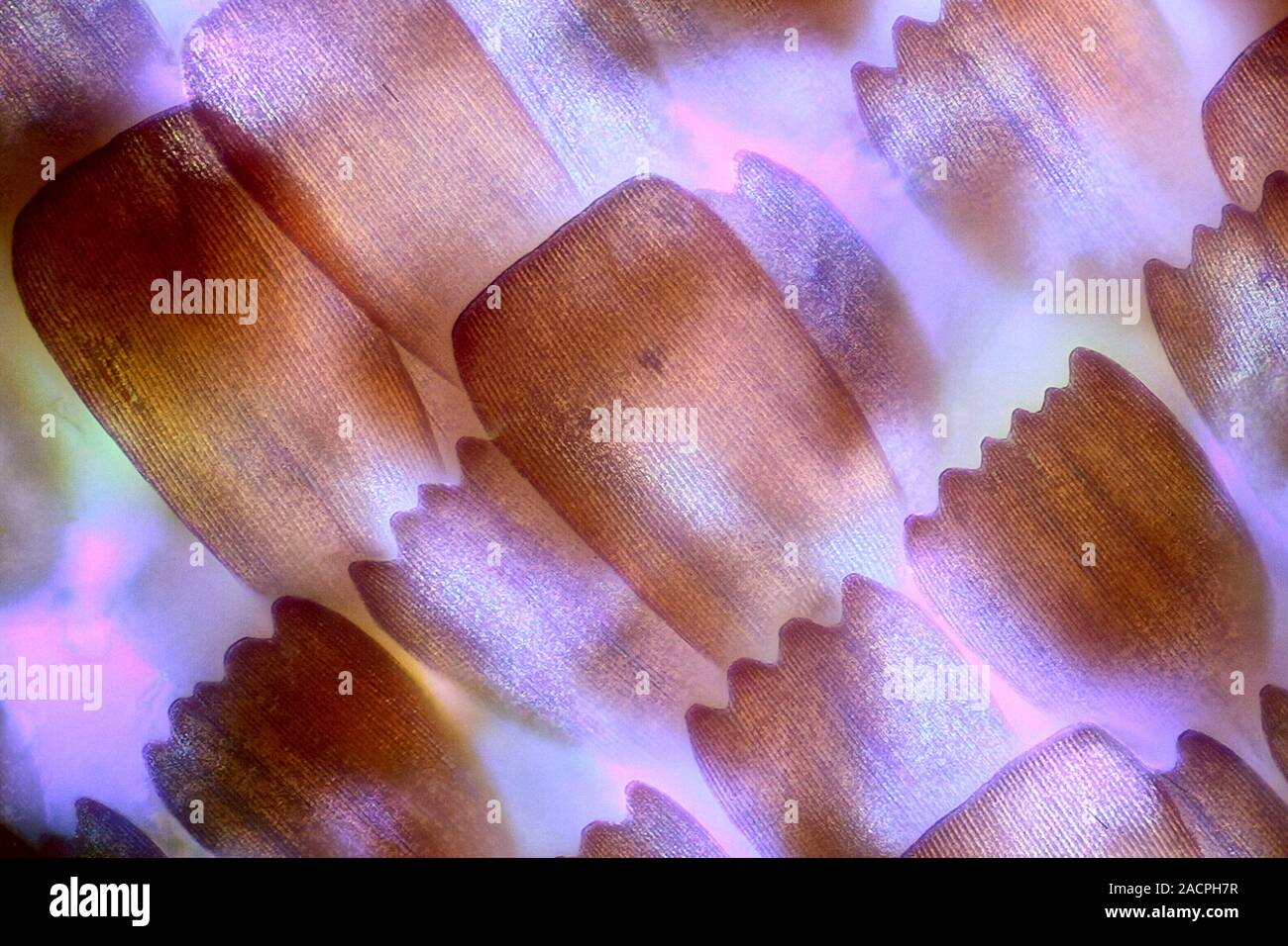 Butterfly wing scales. Darkfield illuminated light micrograph of scales ...