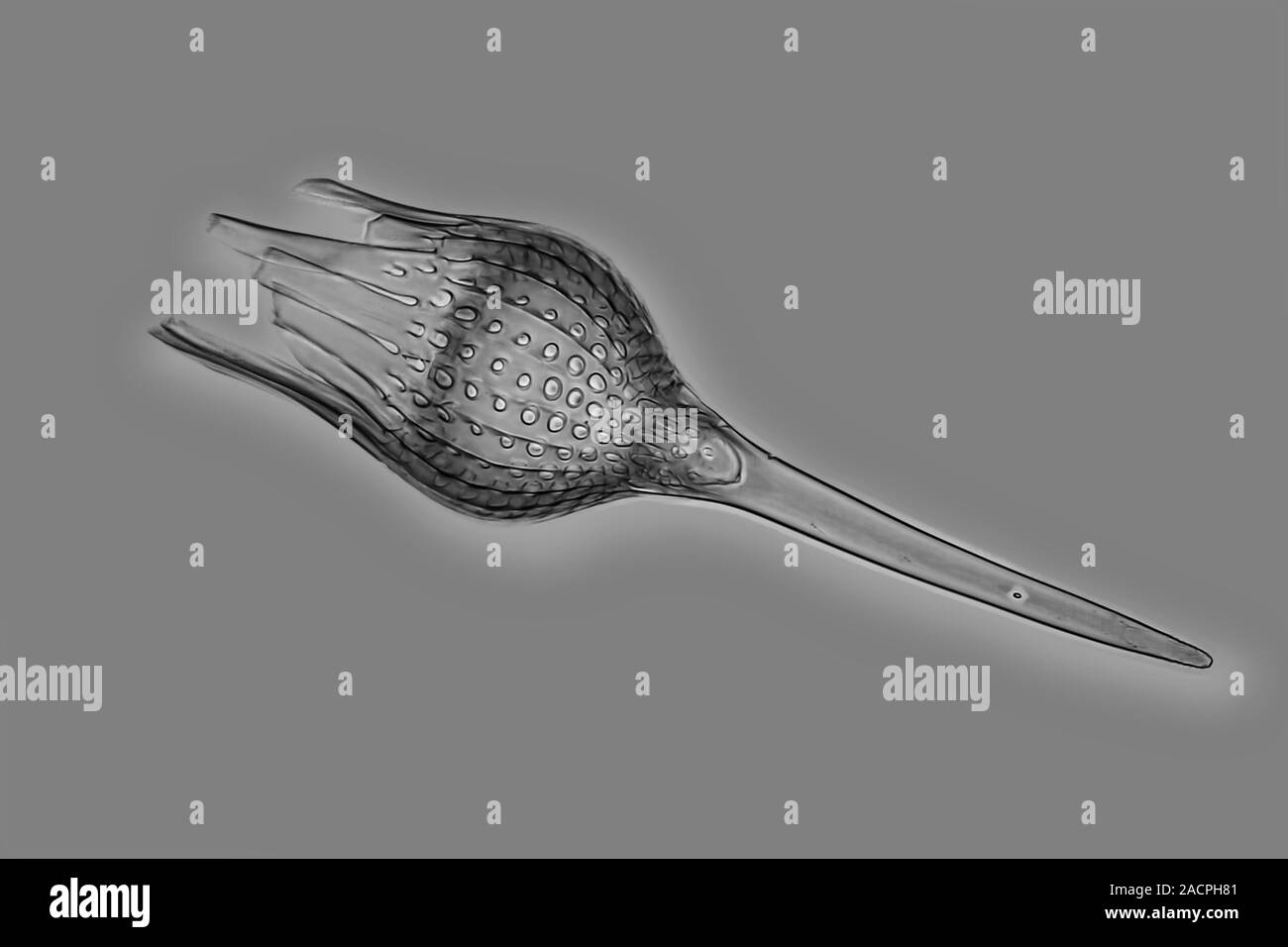 Radiolarian. Brightfield illuminated light micrograph of a radiolarian. Radiolaria are amoeboid ...
