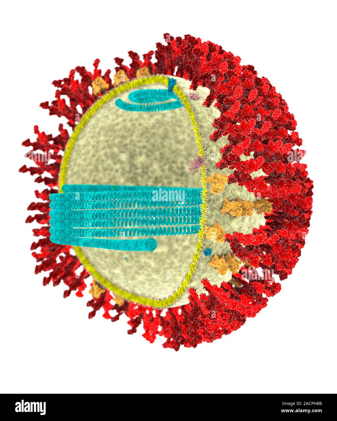 SARS coronavirus proteins. Cutaway computer model showing the protein ...