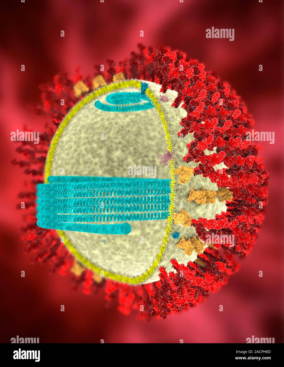 SARS coronavirus proteins. Cutaway computer model showing the protein ...