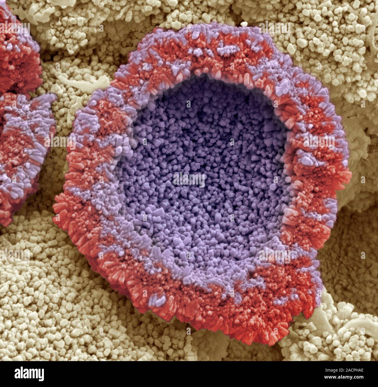 Fossilised dinosaur faeces. Coloured scanning electron micrograph (SEM ...