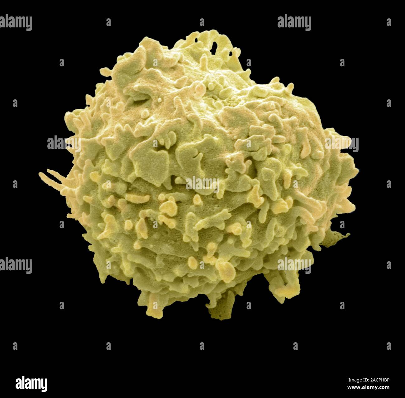 Monocyte white blood cell. Scanning electron micrograph (SEM) of a ...