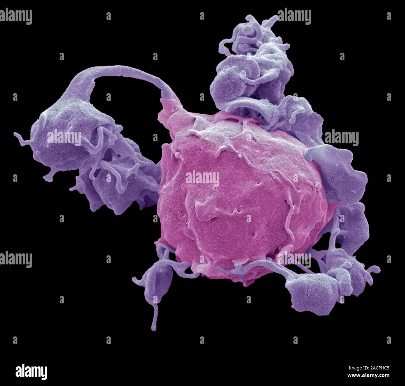 Macrophage and platelets. Coloured scanning electron micrograph (SEM) of platelets (purple ...