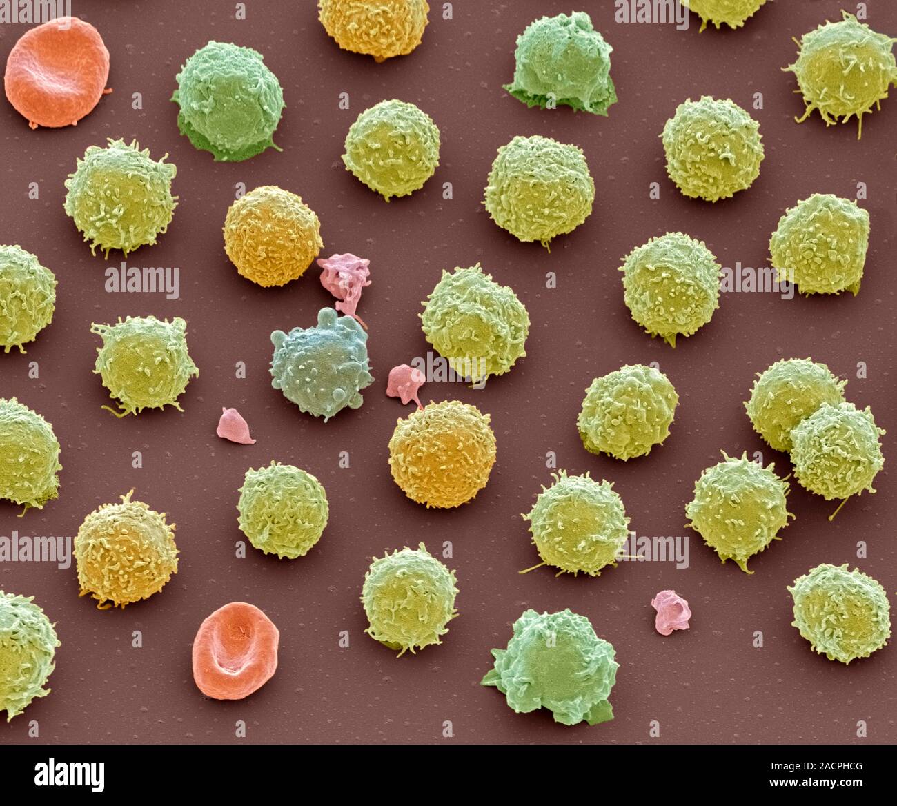 Blood cells. Coloured scanning electron micrograph (SEM) of a variety ...