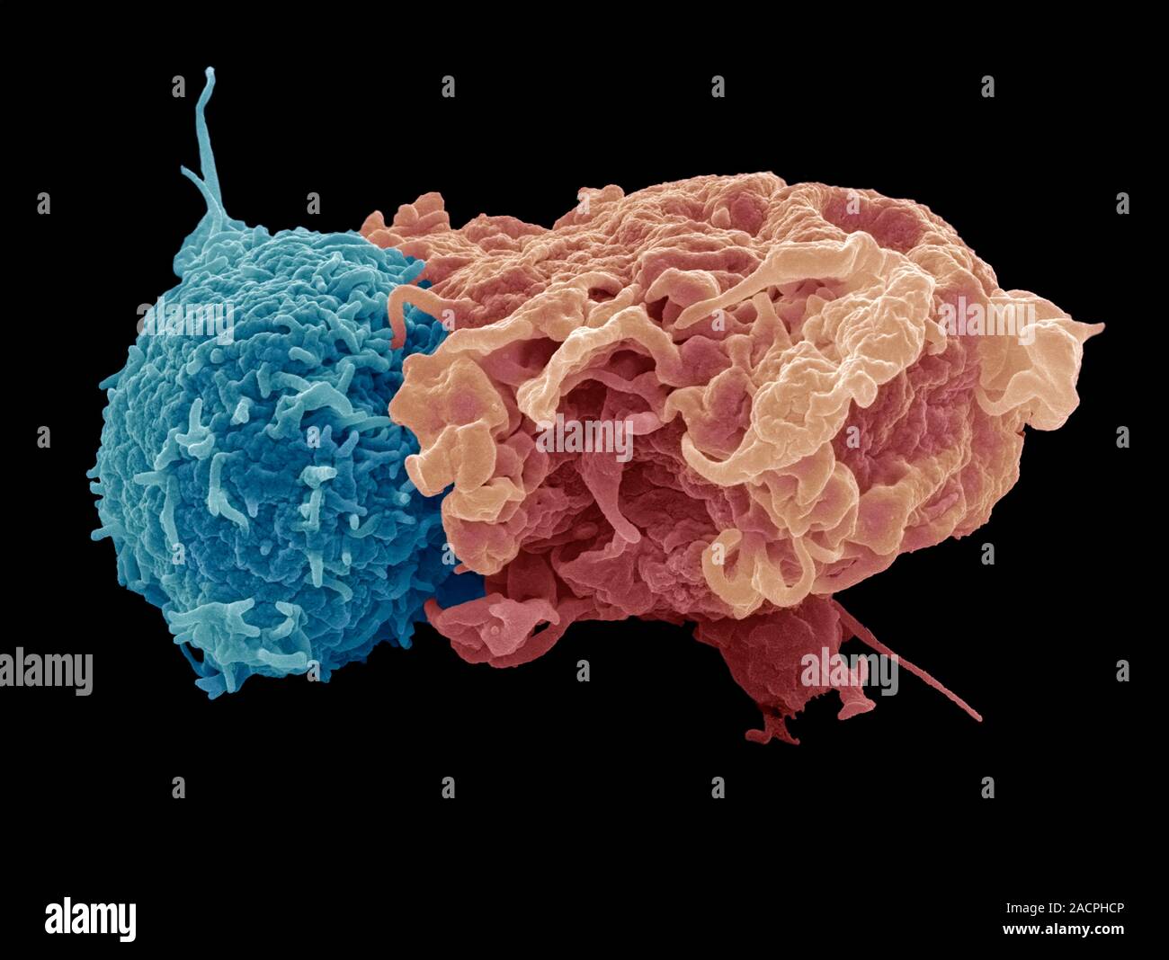 Antigen presentation. Coloured scanning electron micrograph (SEM ...
