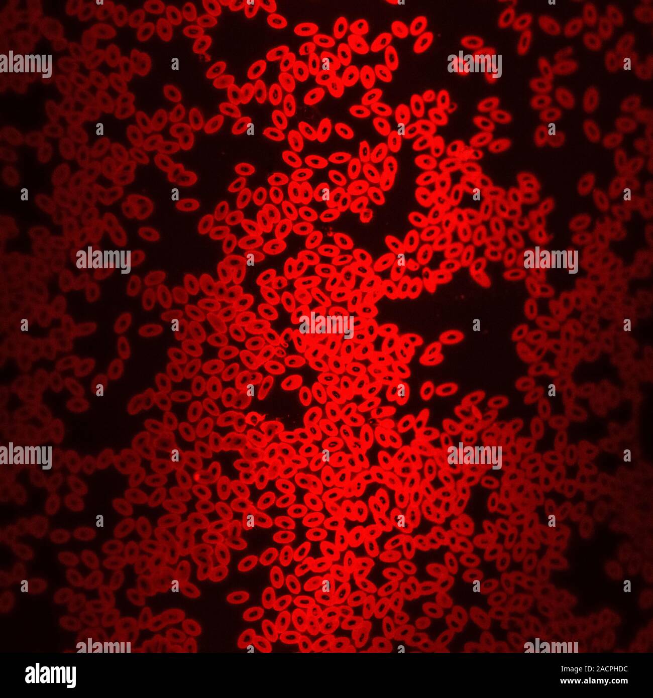 Fish blood cells. Laser scanning confocal micrograph of fish blood ...