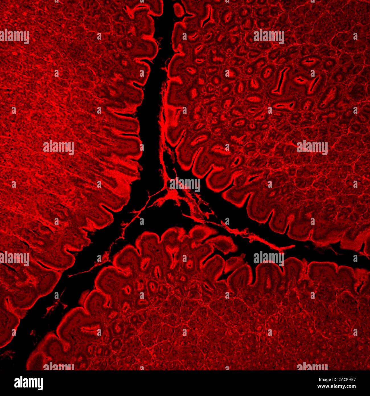 Stomach wall. Laser scanning confocal light micrograph of a section ...