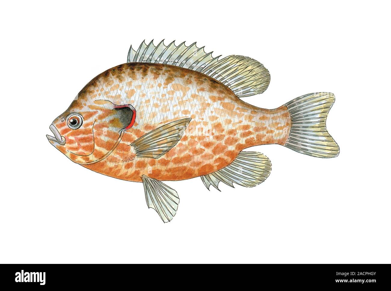 Pumpkinseed sunfish (Lepomis gibbosus), artwork Stock Photo - Alamy