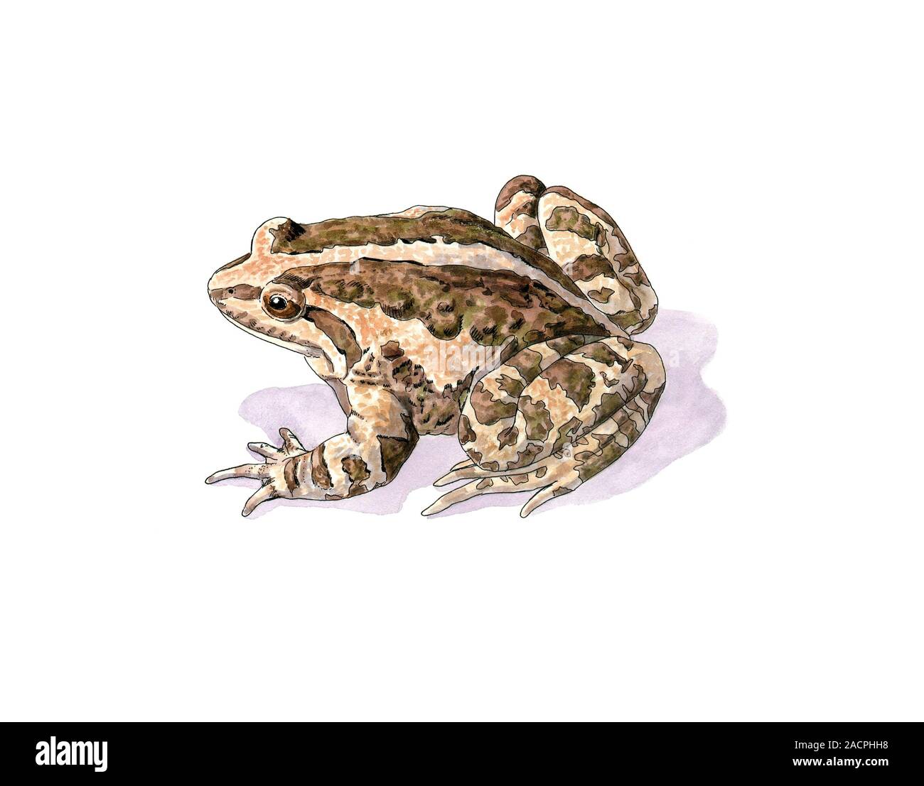 Mediterranean painted frog (Discoglossus pictus), artwork. This species ...