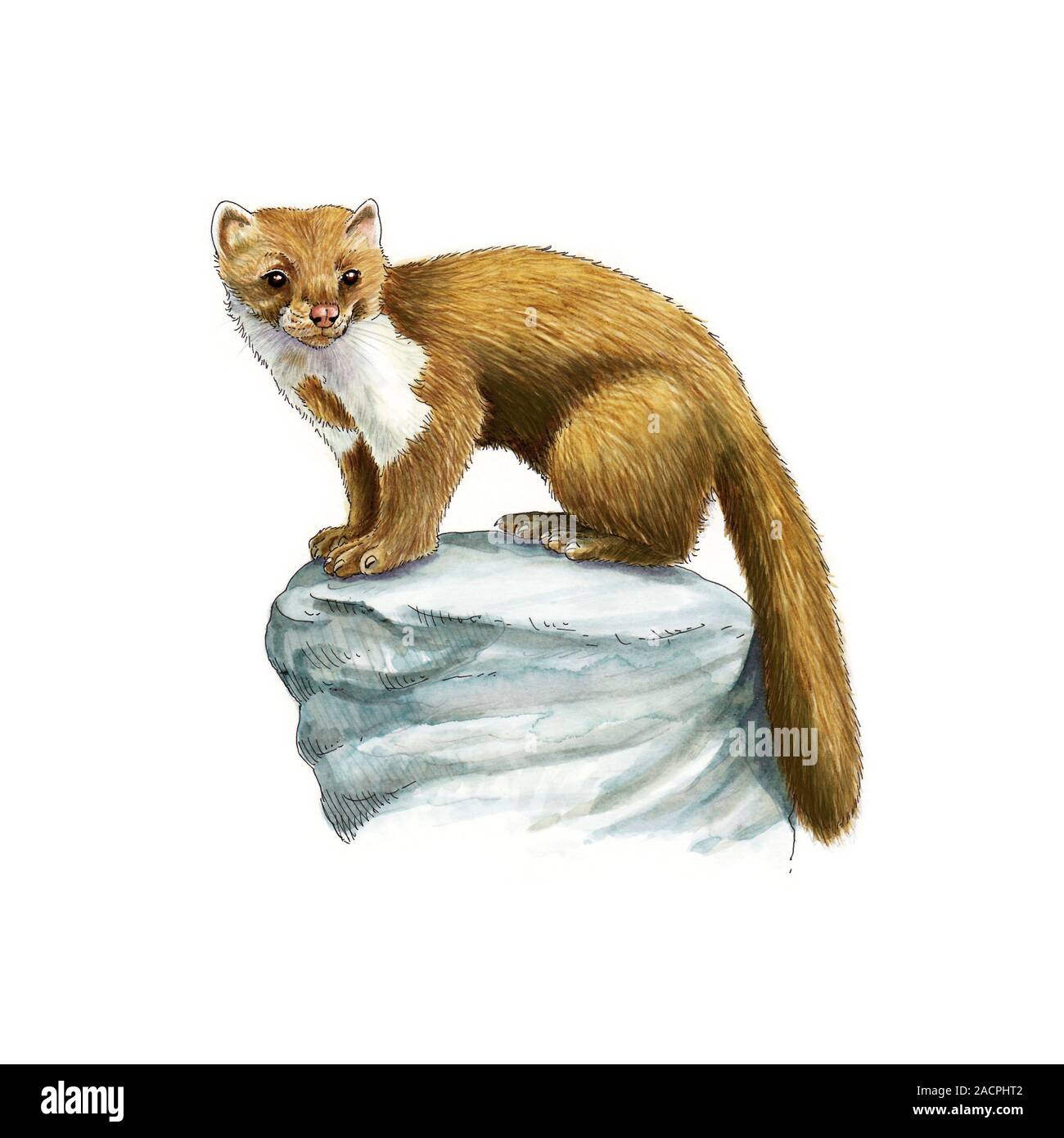 Beech marten (Martes foina) on a rock, artwork. This species of marten ...