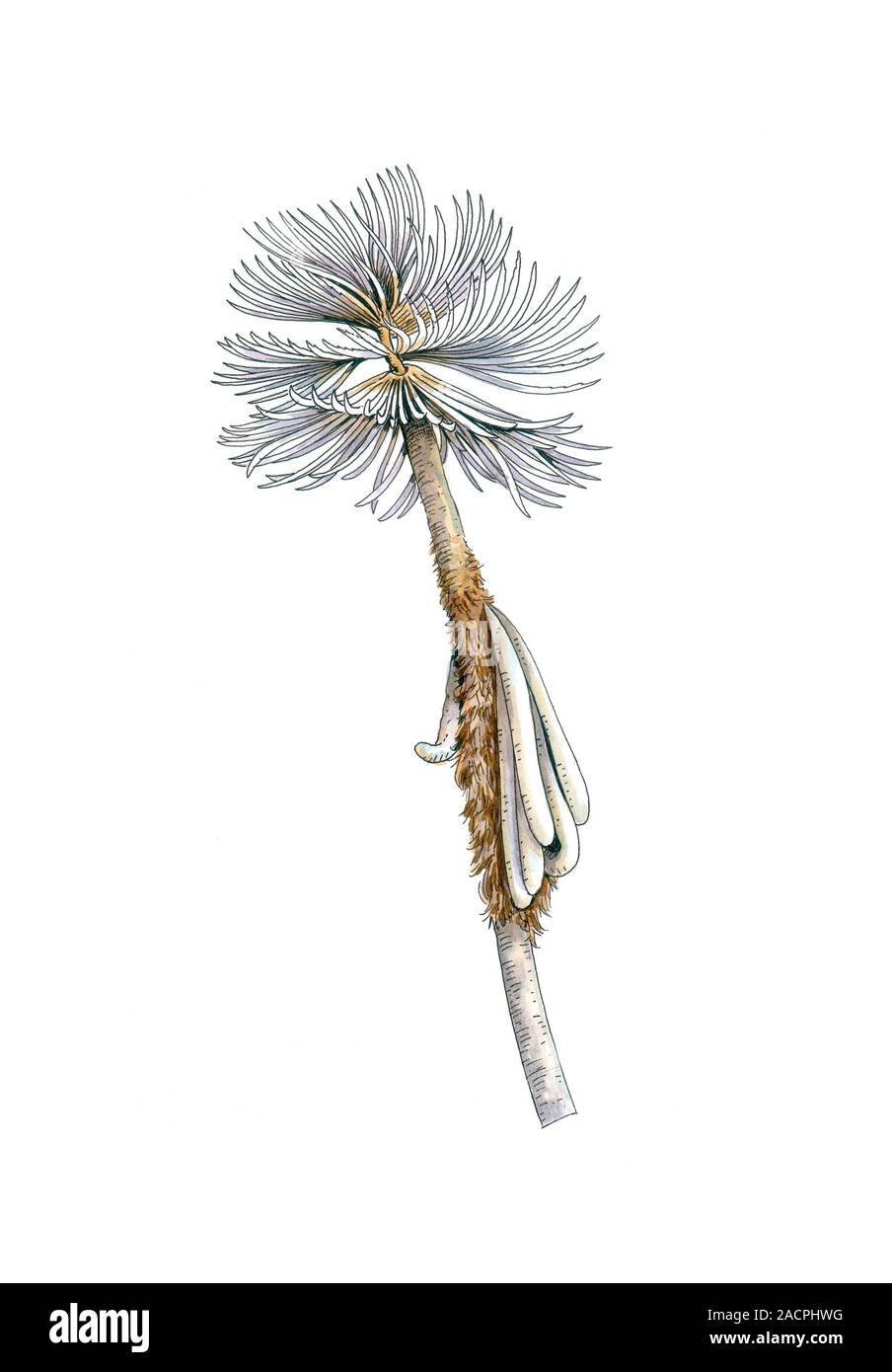 Feather duster worm. Artwork of a marine feather duster polychaete worm ...
