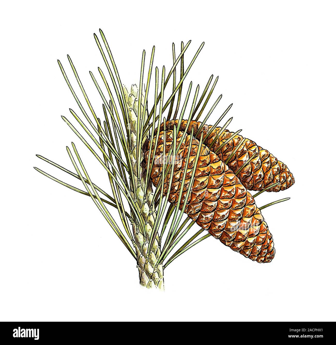 Aleppo pine (Pinus halepensis) cones. Artwork of female pine cones on ...