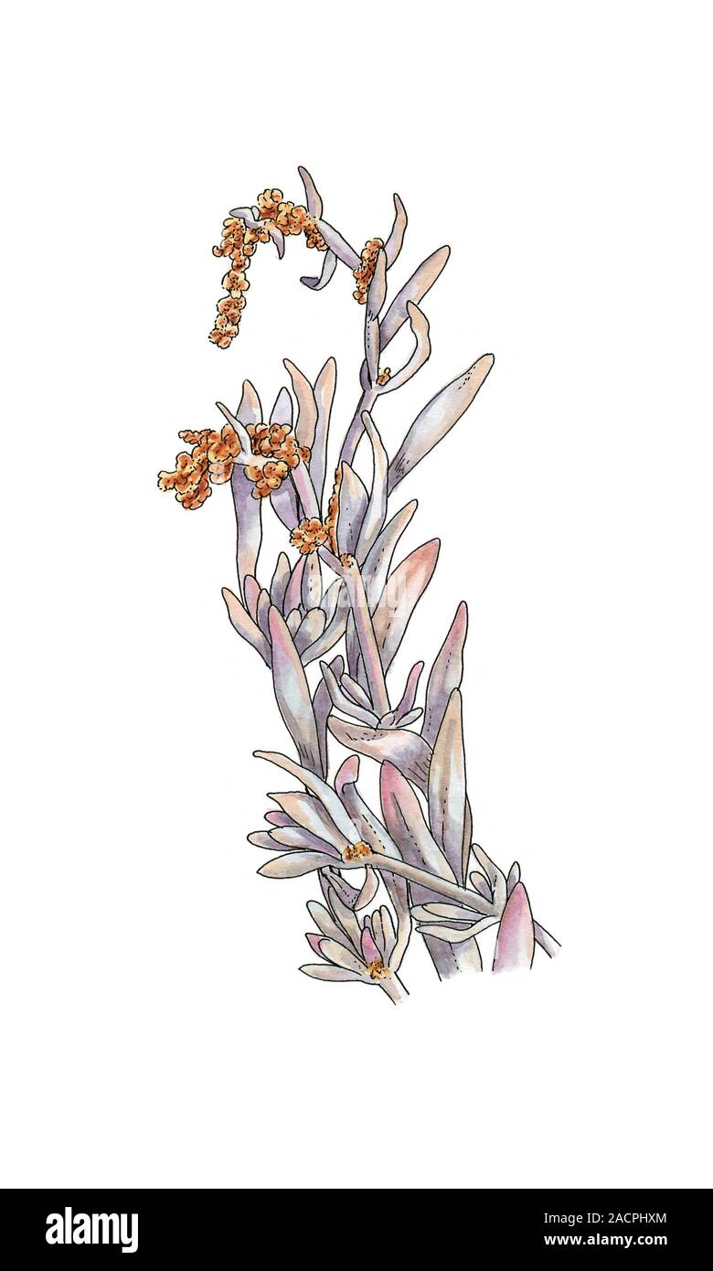 Sea purslane (Atriplex portulacoides) in flower, artwork Stock Photo ...