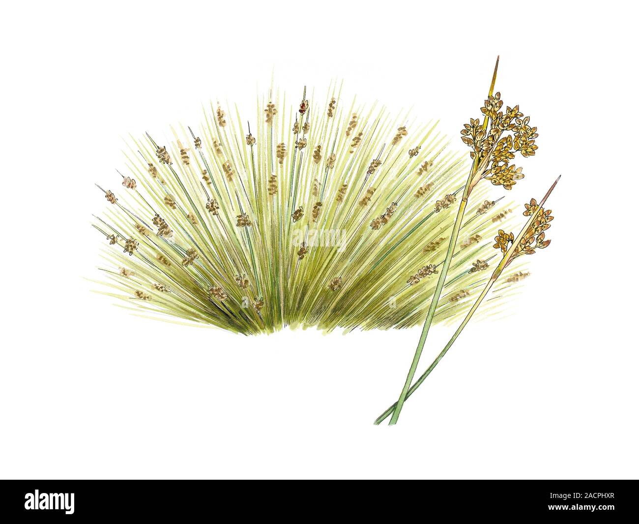 Spiny rush (Juncus acutus) in flower. Artwork showing a bunch of ...