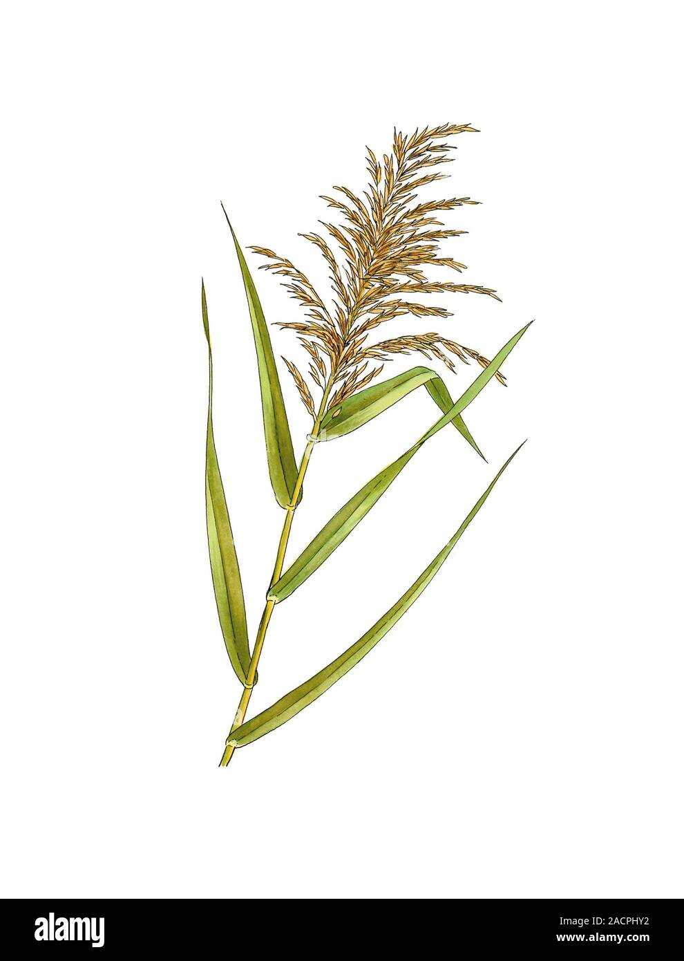 Common reed (Phragmites australis) in flower, artwork Stock Photo - Alamy