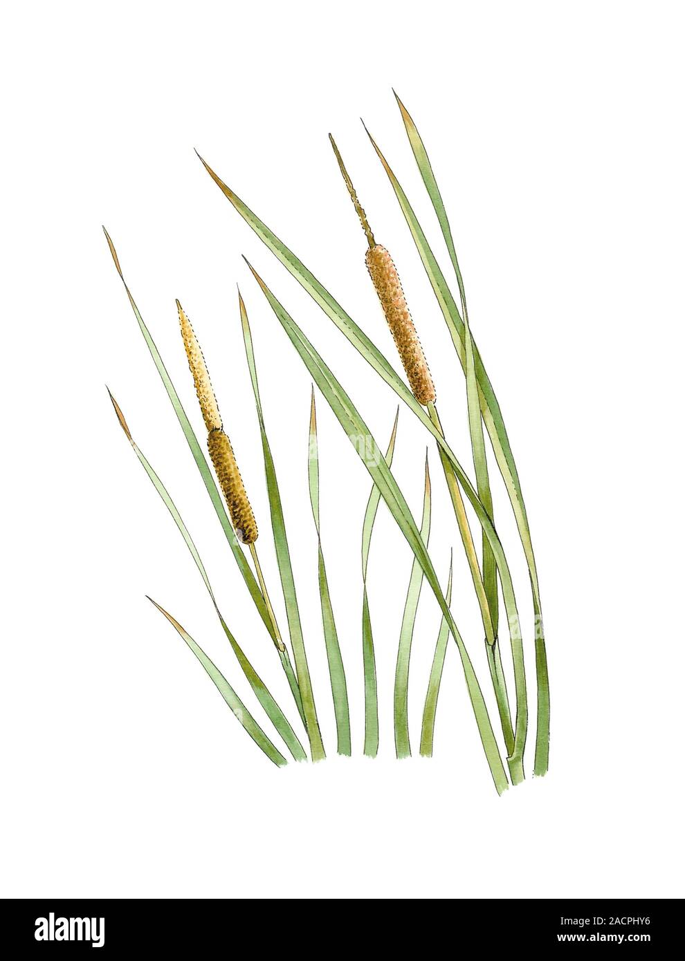 Bulrush (Typha latifolia) in flower, artwork Stock Photo - Alamy