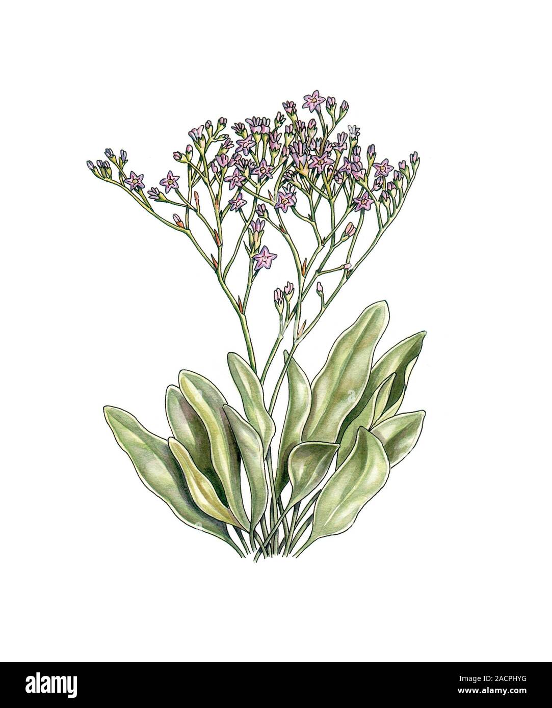 Common sea lavender (Limonium vulgare) in flower, artwork Stock Photo ...