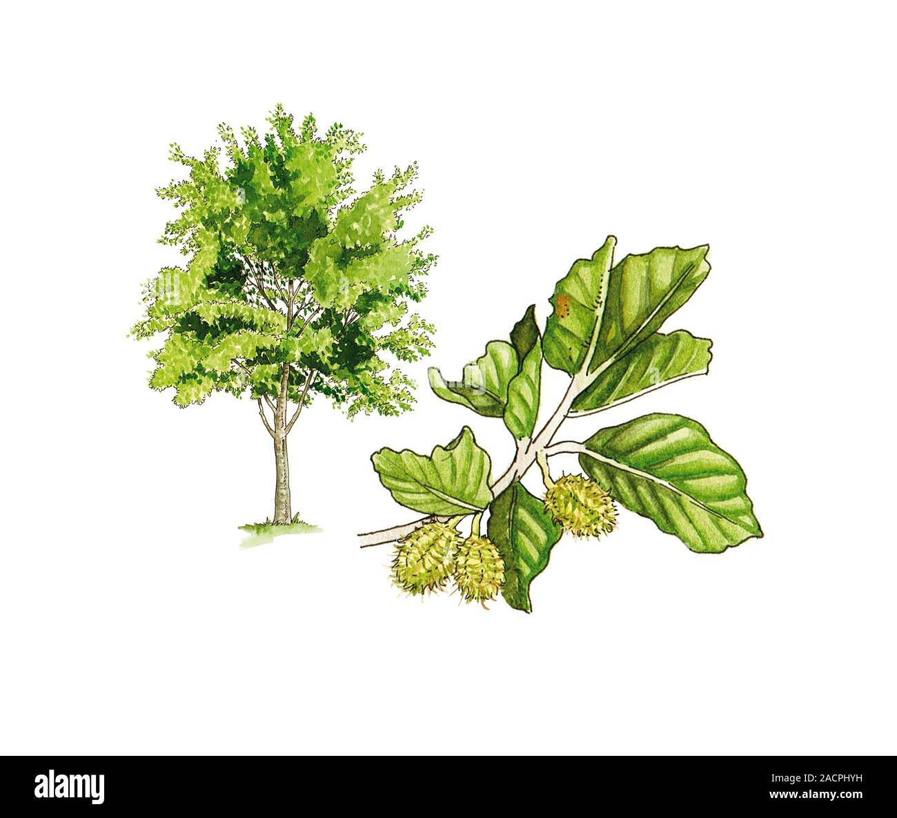 Beech (Fagus sylvatica) tree in flower. Artwork of a European beech ...