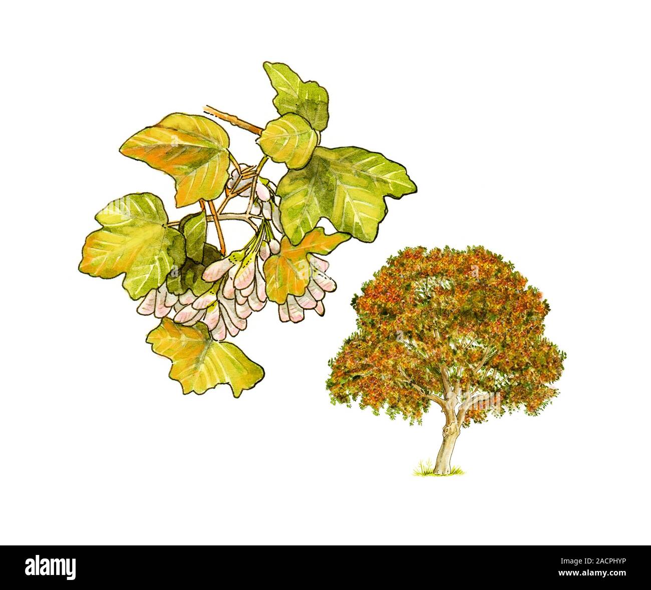 Italian maple (Acer opalus) in flower. Artwork of an Italian maple ...