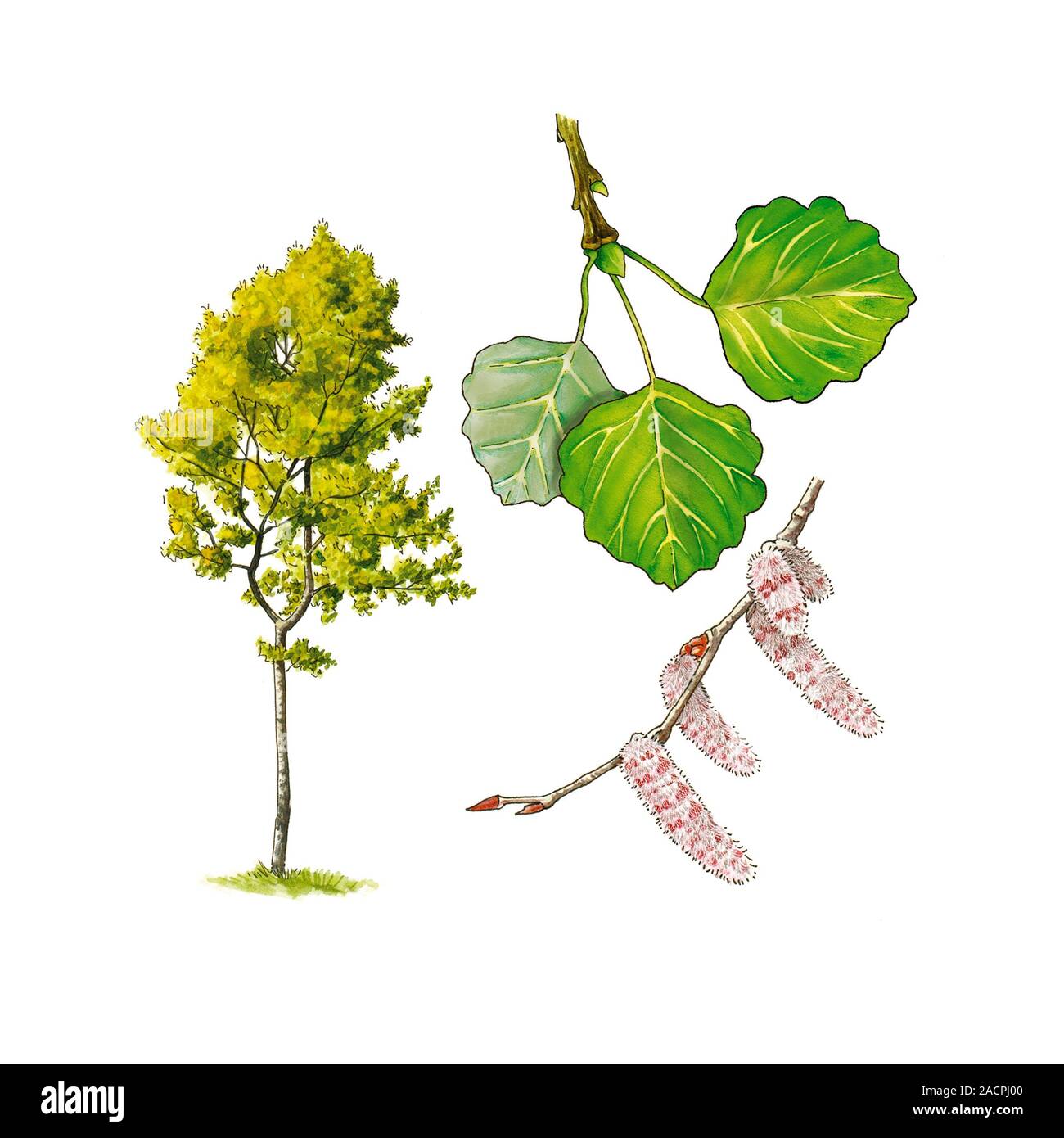 Aspen (Populus tremula) tree. Artwork of a European aspen (Populus ...