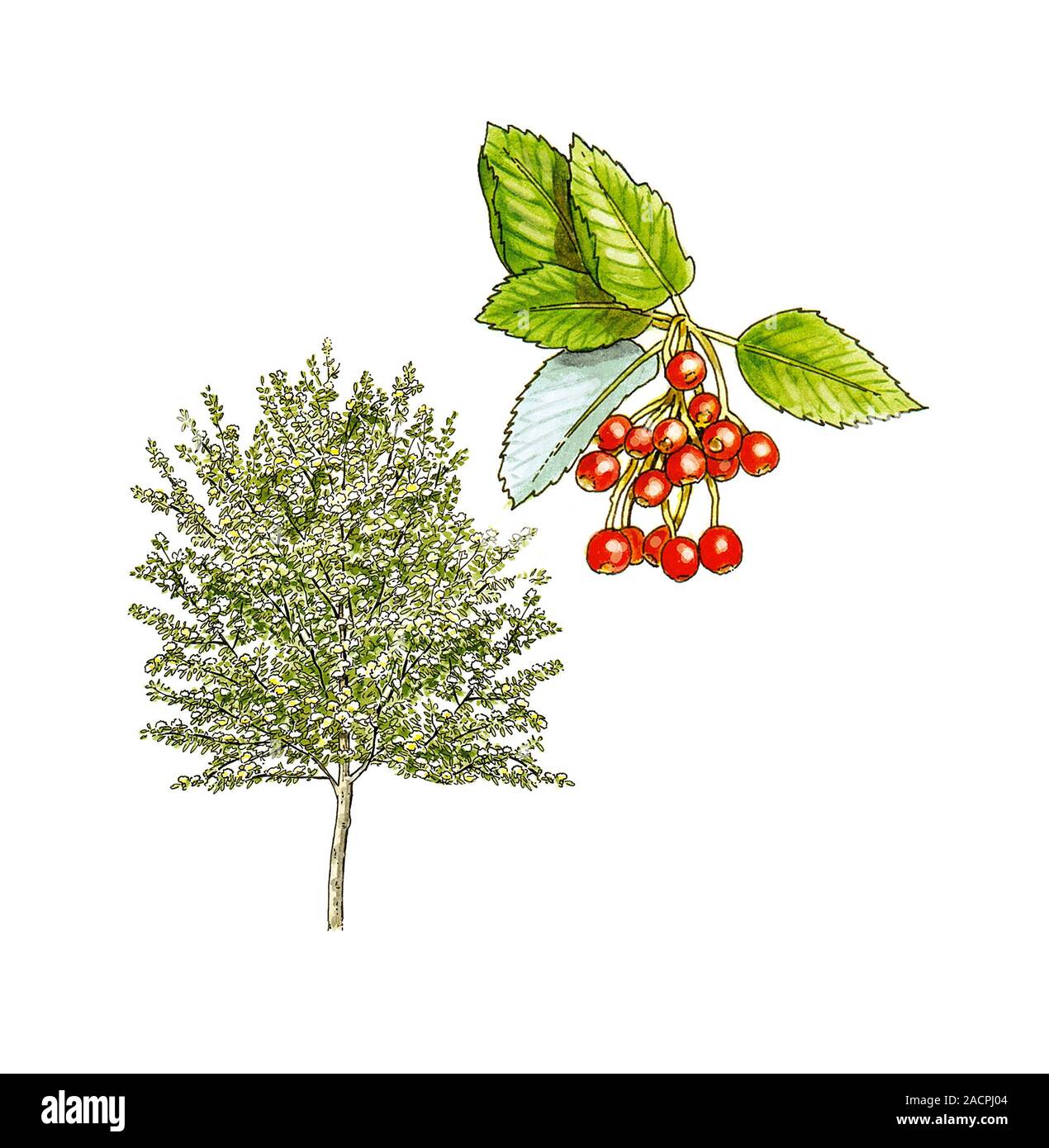Whitebeam (Sorbus aria) tree and berries. Artwork of a common whitebeam ...