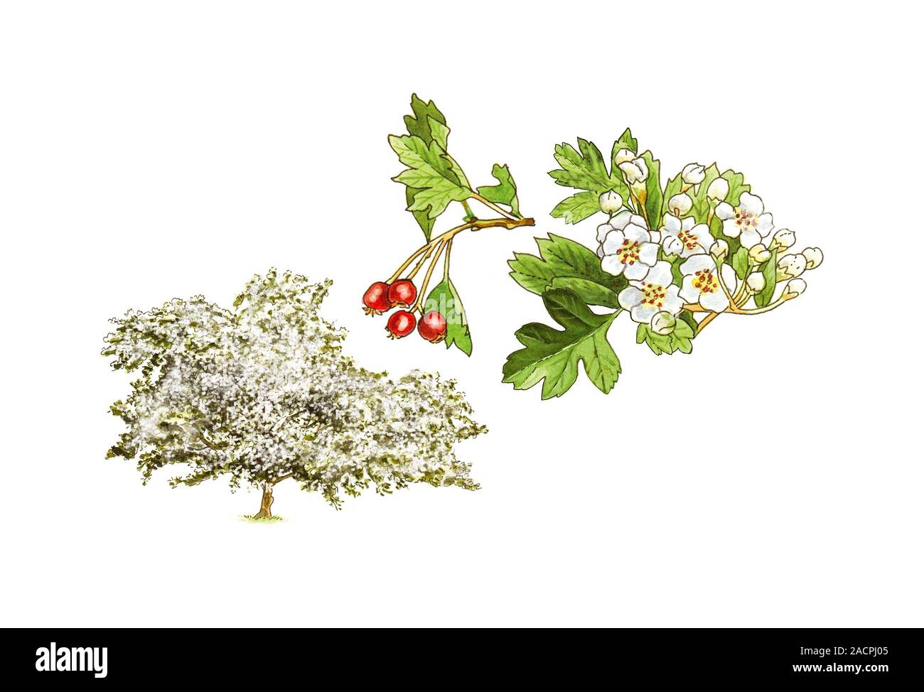 Hawthorn (Crataegus monogyna) tree. Artwork of a common hawthorn ...
