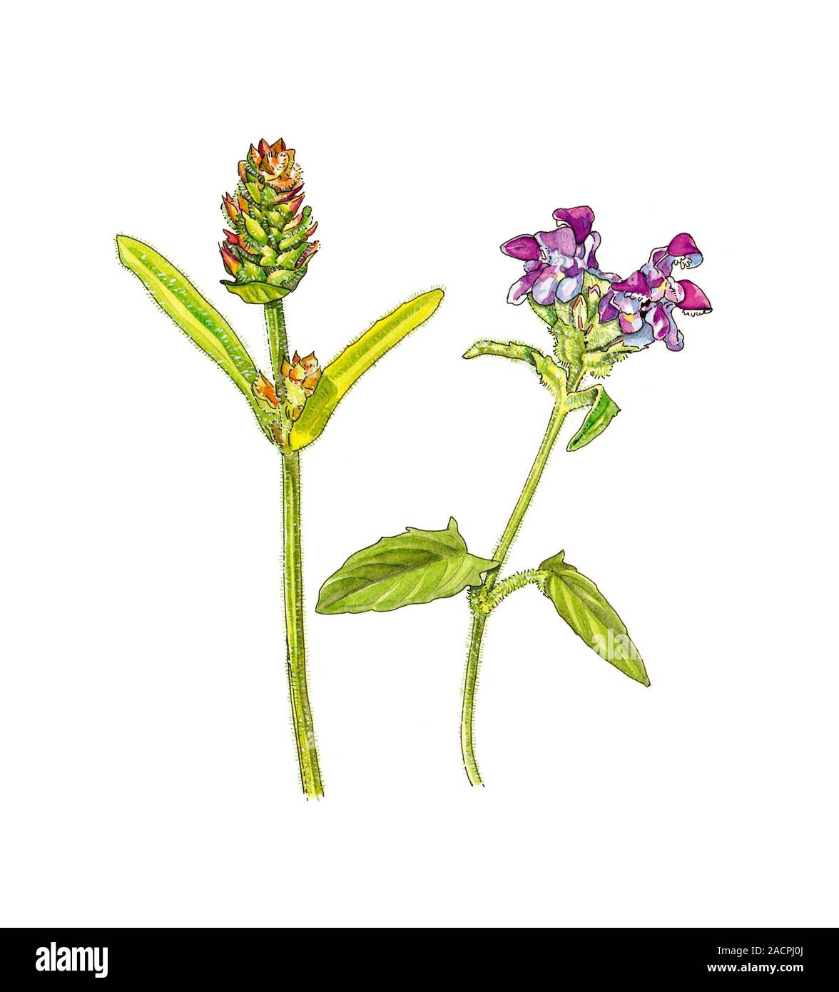 Self-heal (Prunella grandiflora pyrenaica). Artwork showing the seed ...