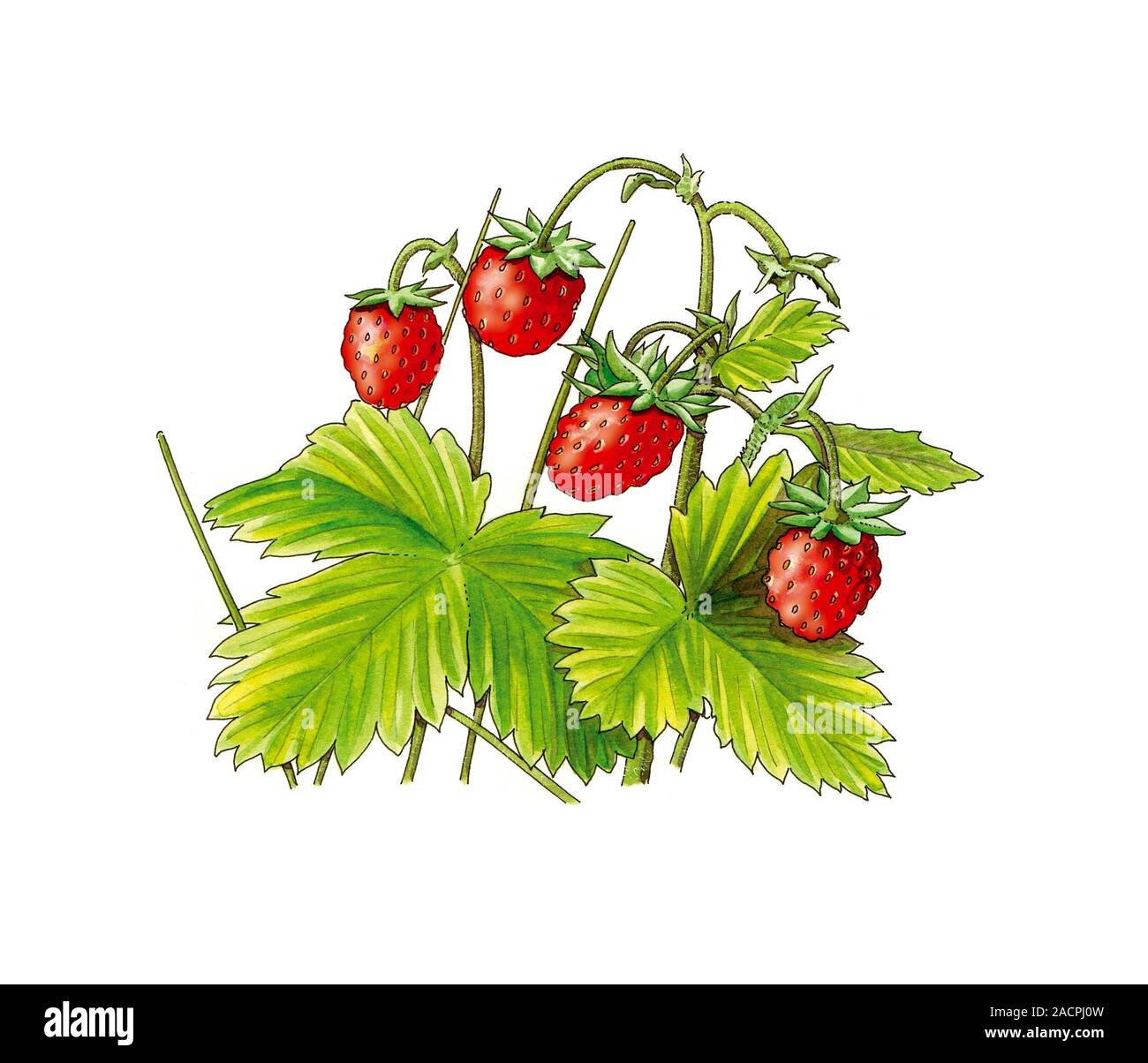 Wild strawberries (Fragaria vesca), artwork Stock Photo - Alamy