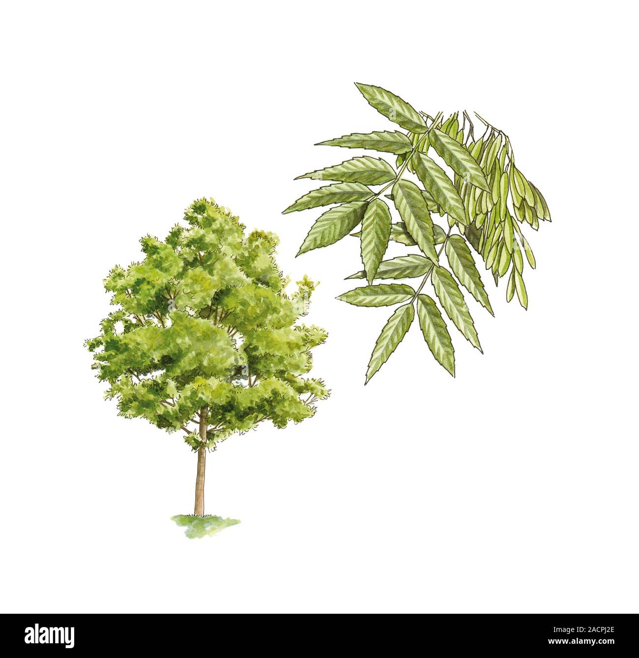 Ash (Fraxinus excelsior) tree. Artwork of a common ash (Fraxinus ...