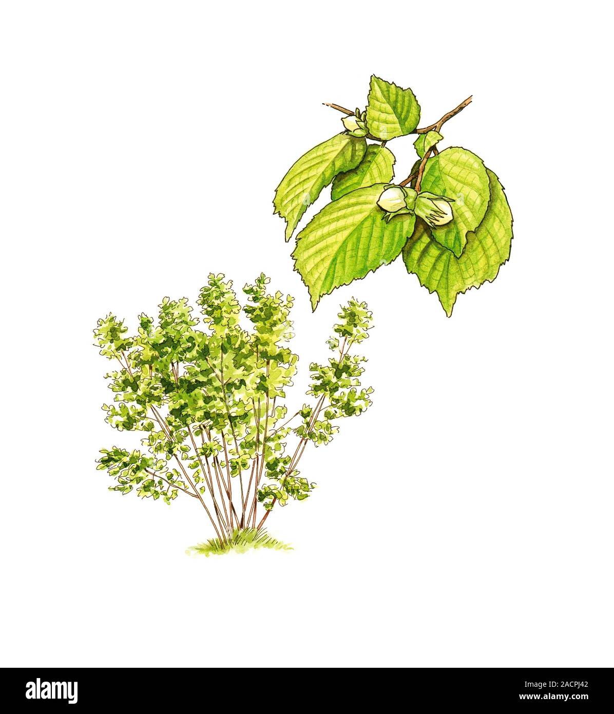 Hazel (Corylus avellana) tree. Artwork of a common hazel (Corylus ...