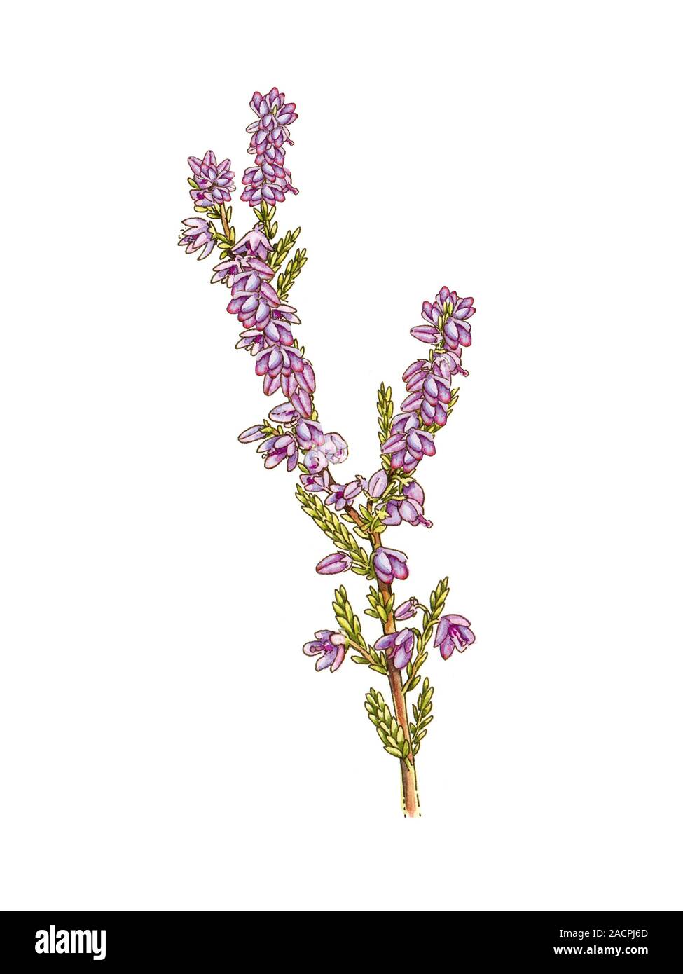 Common heather (Calluna vulgaris) in flower, artwork Stock Photo - Alamy