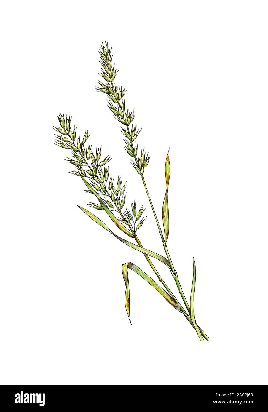 False oat-grass (Arrhenatherum elatius) in flower, artwork Stock Photo ...