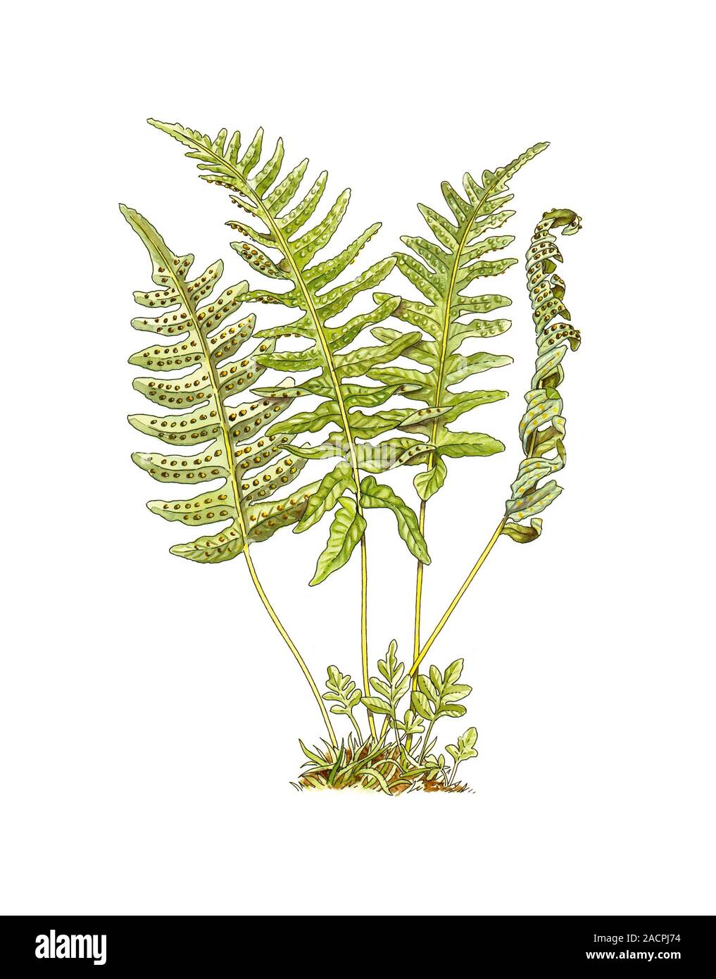 Common polypody (Polypodium vulgare), artwork Stock Photo - Alamy