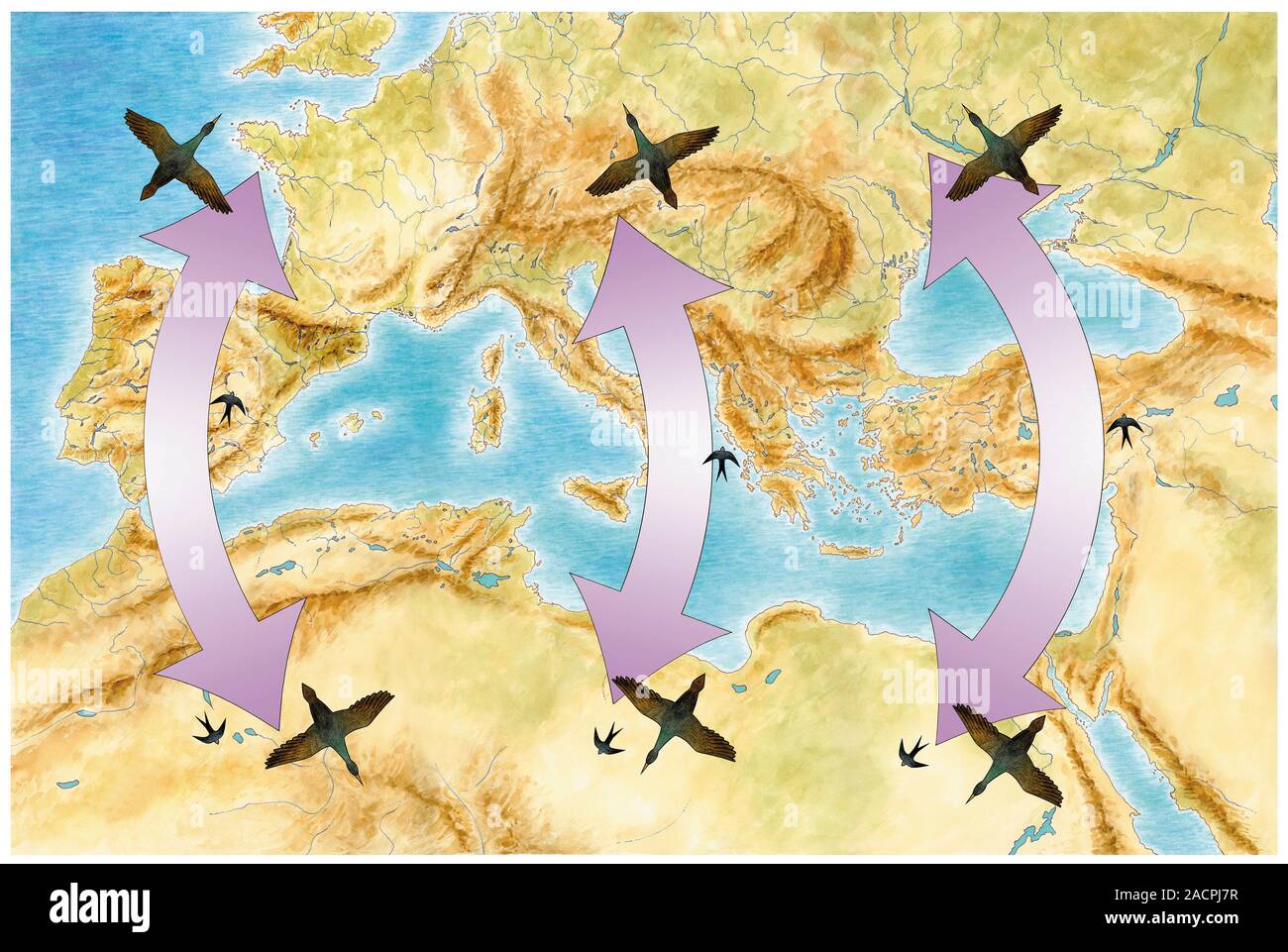 Bird migration. Computer artwork showing the annual migration routes ...
