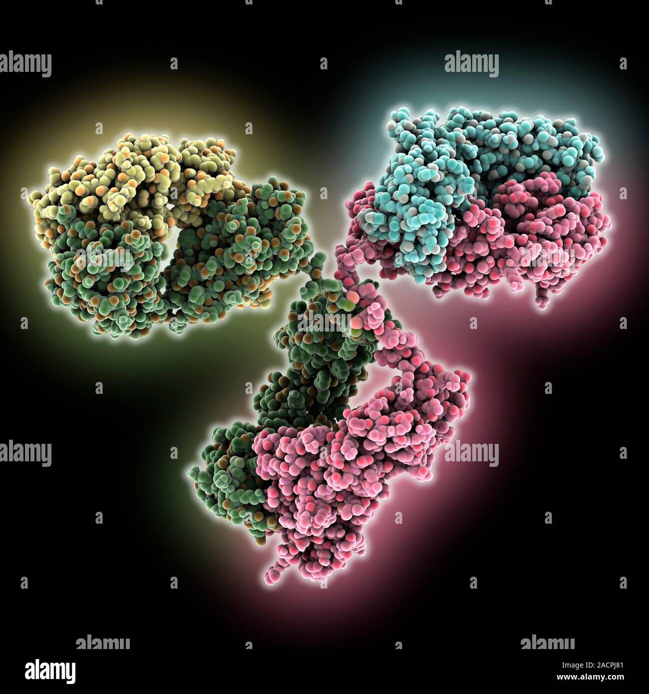 Immunoglobulin G antibody molecule. Computer model of the secondary ...