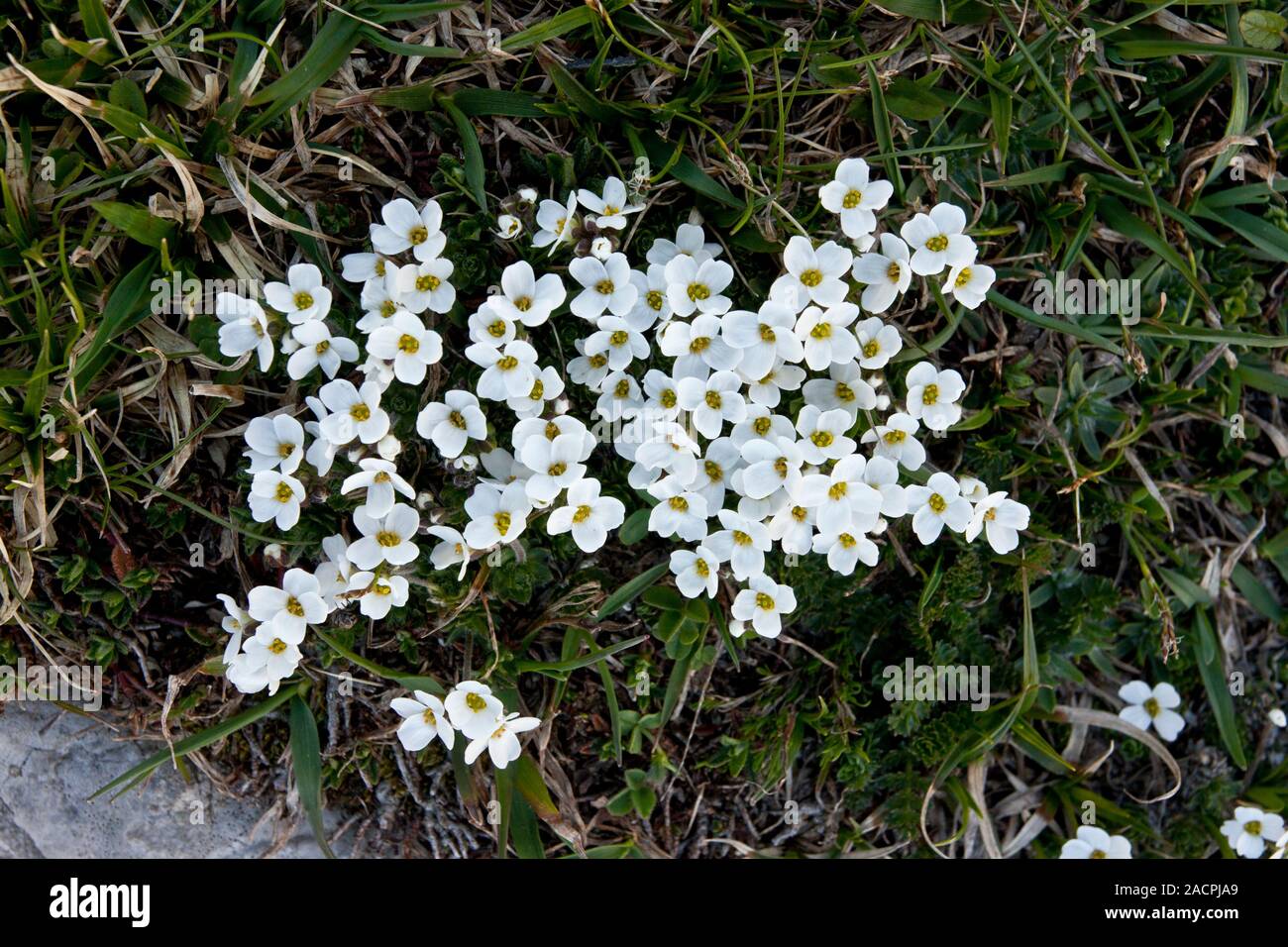 A rare alpine Rock Cress (Draba dedeana) in flower. Photographed in ...