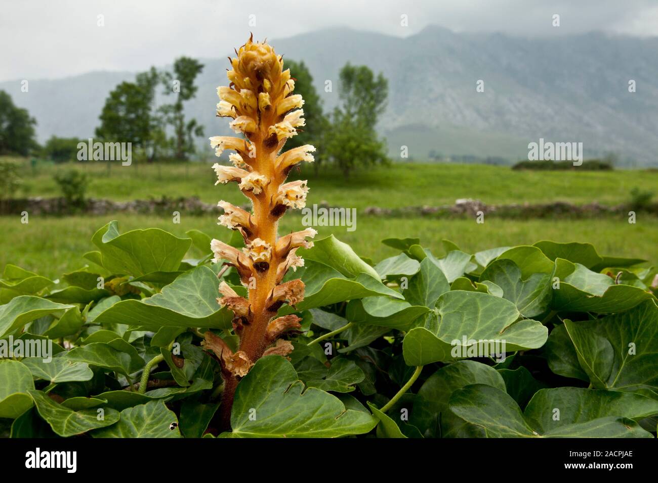 Ivy Broomrape (Orobanche hederae) in flower. This plant is parasitic on ...