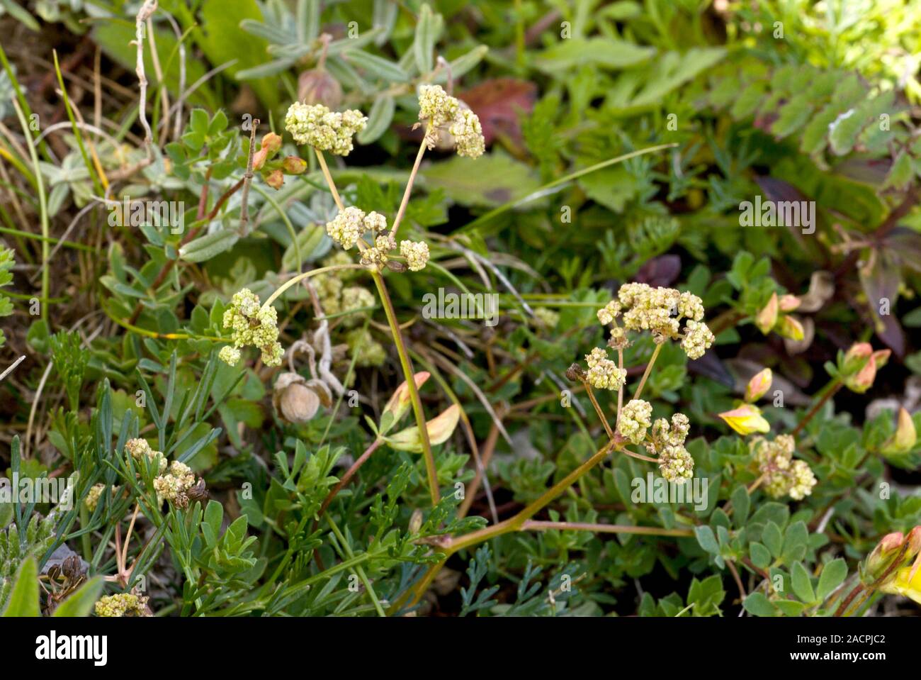 Honewort (Trinia glauca) growing in limestone grassland on Berry Head ...