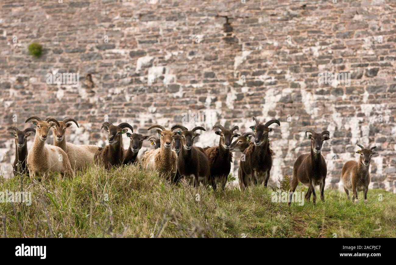 Soay sheep herd, used for grazing and browsing on Berry Head, Devon ...