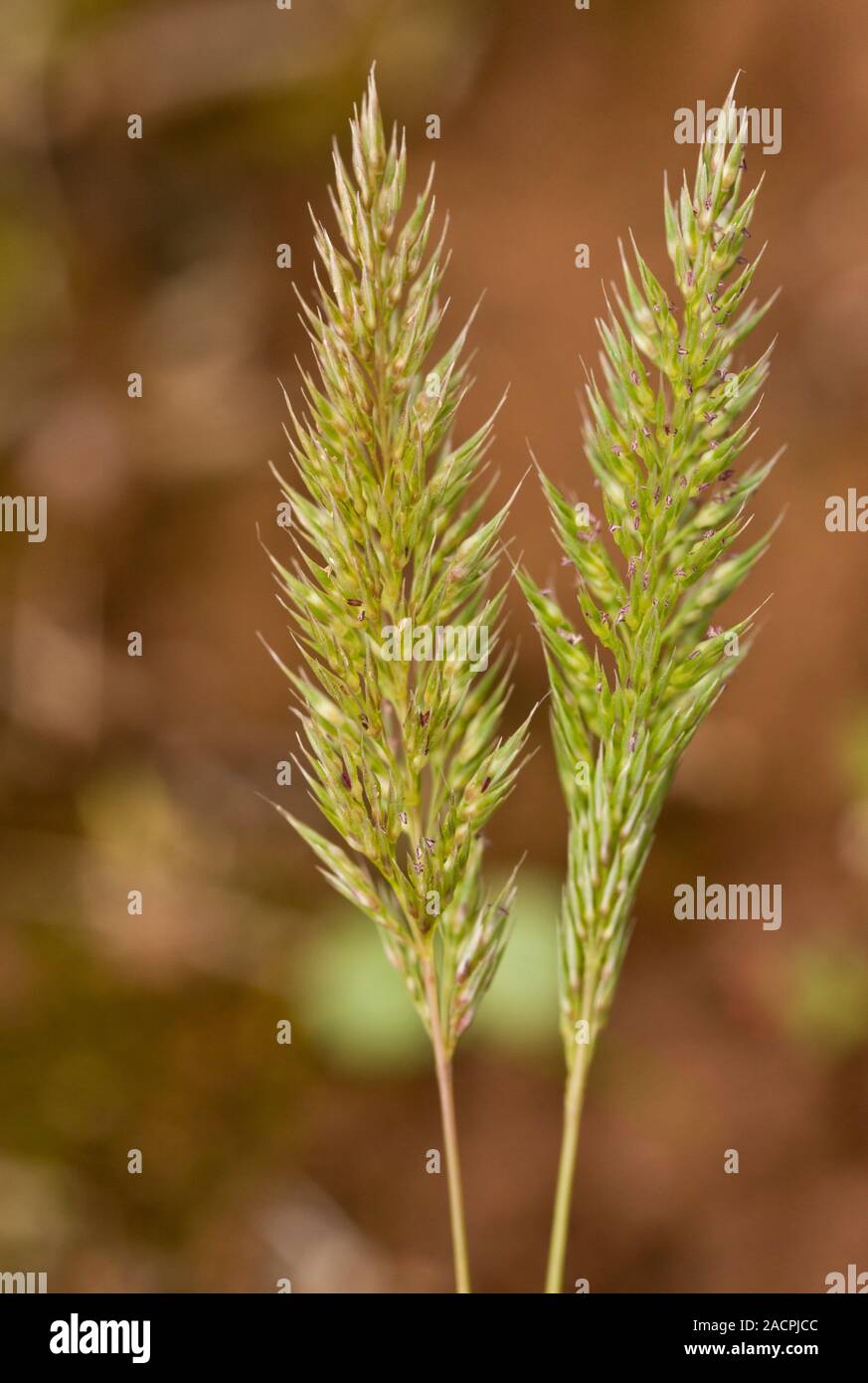 Nit-grass (Gastridium ventricosum), an uncommon native annual grass, in ...