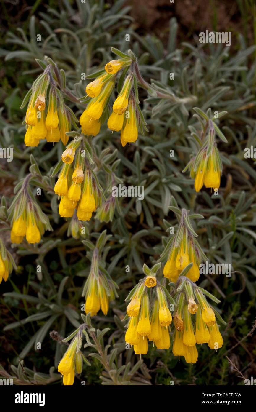 Golden Drop (Onosma erectum) in flower. Photographed in the White ...