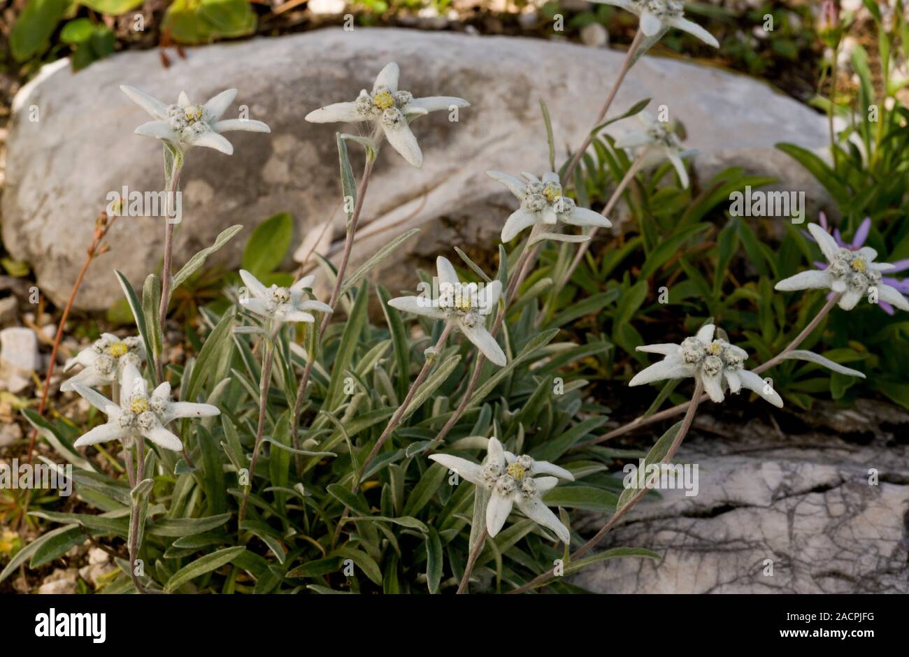Edelweiss (Leontopodium alpinum) flowering in the Alps Stock Photo - Alamy