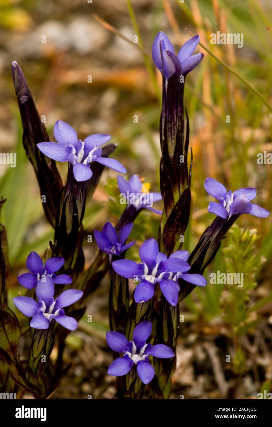 Snow Gentian (Gentiana nivalis) in flower. This is a rare high altitude ...