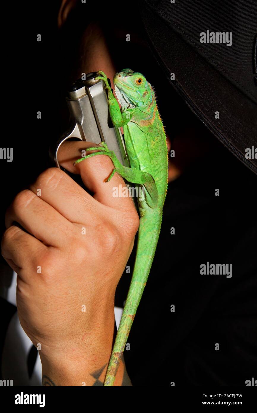 Iguana problem hi-res stock photography and images - Alamy