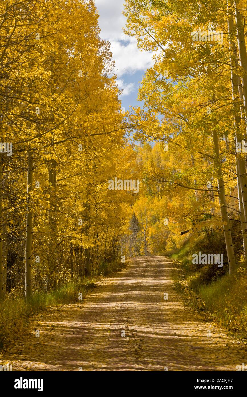 Mountain road with Aspen (Populus sp.) trees in autumn. Photographed in ...