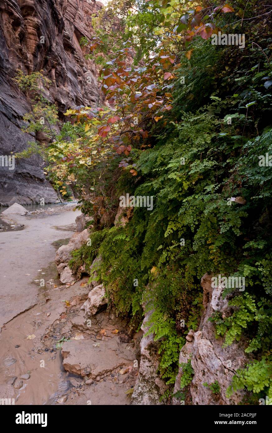 Maidenhair Fern on damp shady cliff in The Narrows, a canyon on the ...